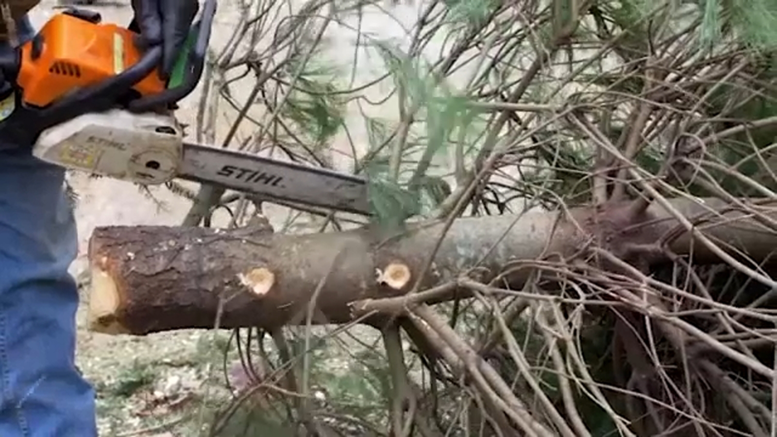 Happy Trails Christmas Tree Recycling Program Wake County Program