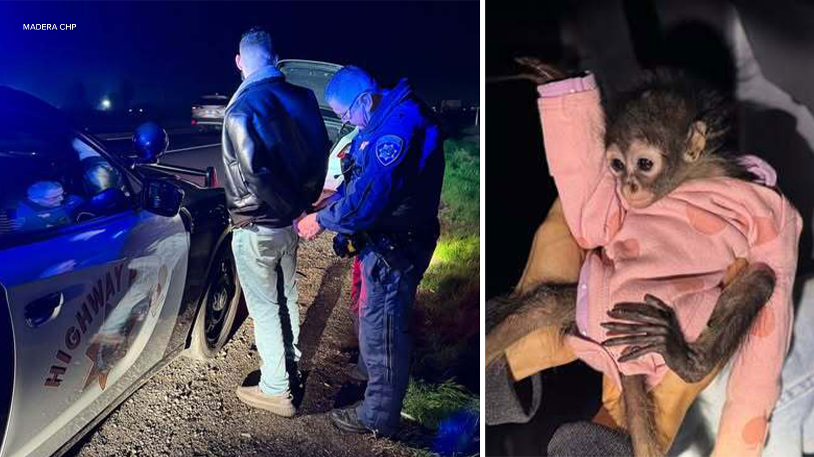 Madera CHP arrest suspected DUI driver, confiscates his spider monkey ...
