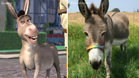 Remembering Perry Real life Palo Alto Donkey Who Inspired Iconic