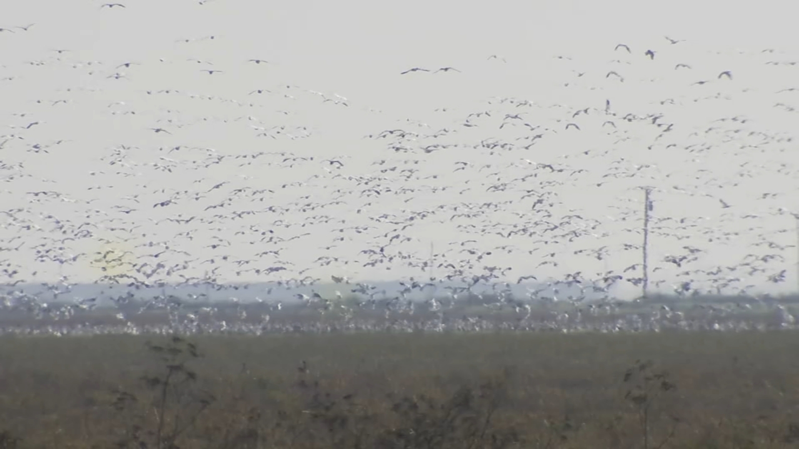 Get views of birds at Merced's National Wildlife Refuge - ABC30 Fresno