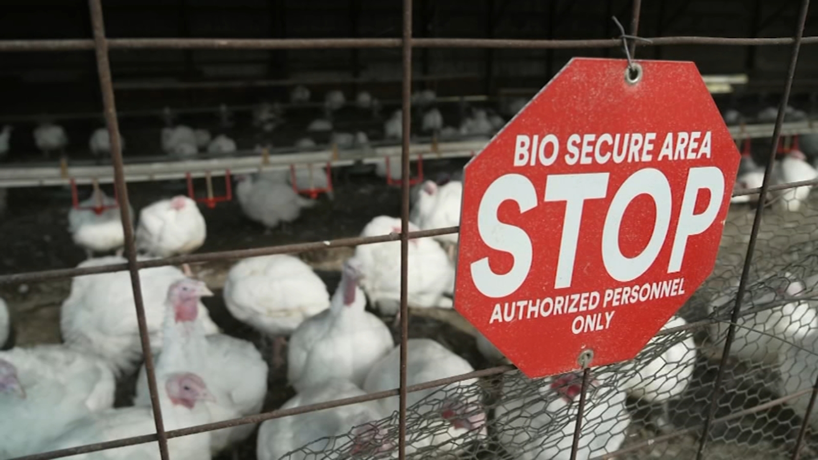 Bird flu outbreak: Is H5N1 the next pandemic? What to know after the ...