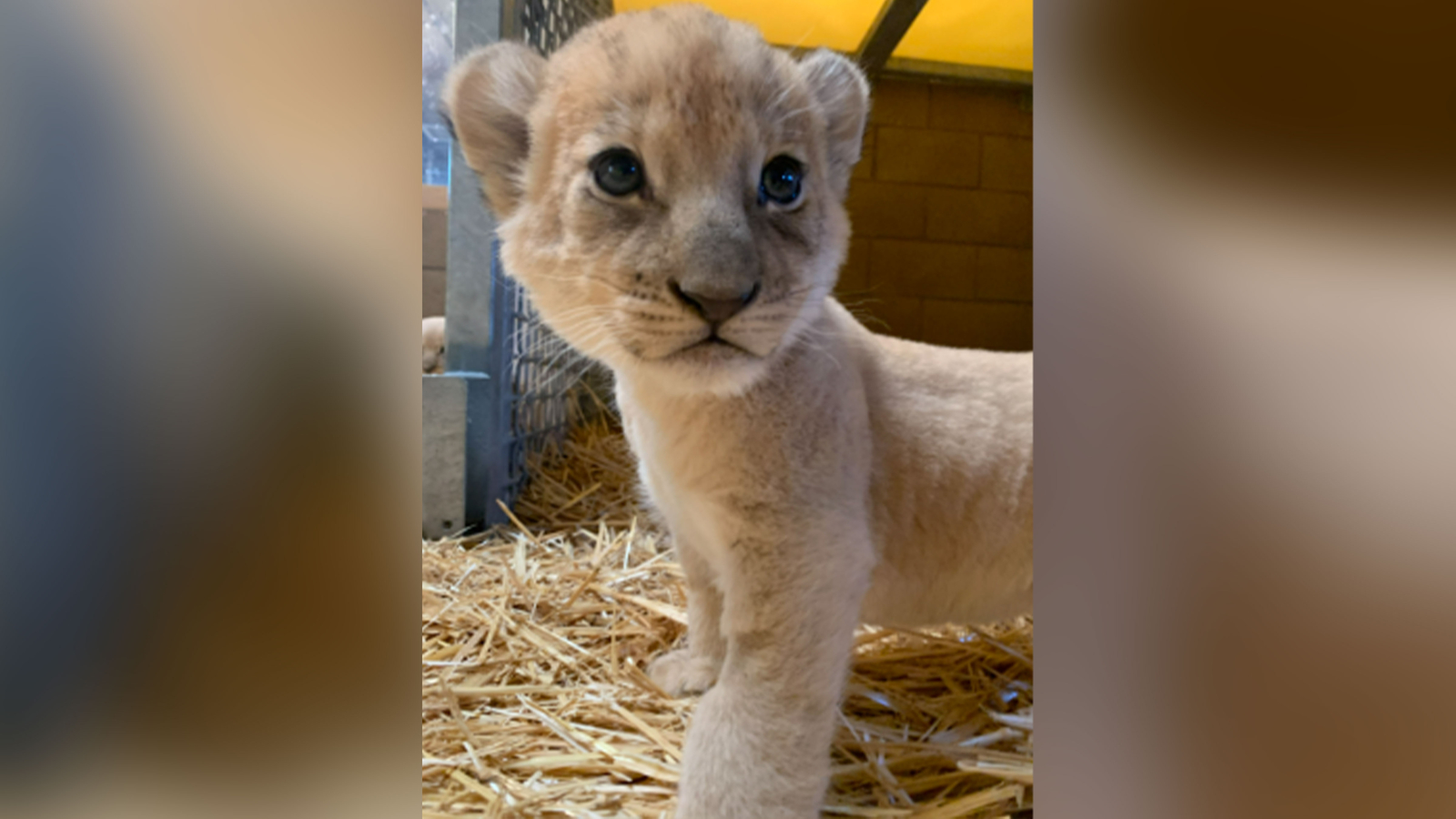 Help vote for the name of Fresno Chaffee Zoo's new male lion cub ...