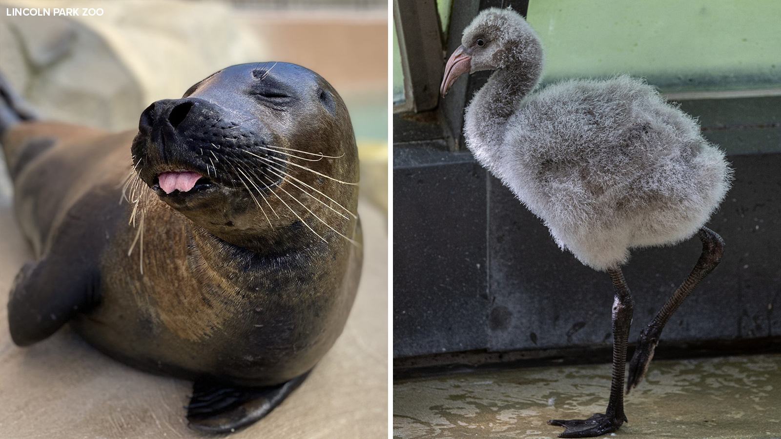 Bird flu deaths: Harbor seal, Chilean flamingo die from highly ...