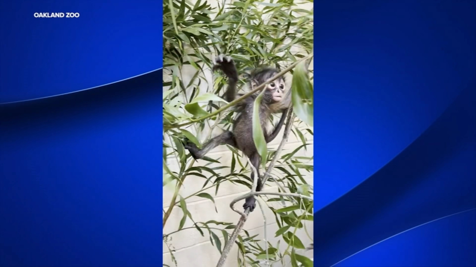 Baby monkey healing in new habitat after being found during Madera ...