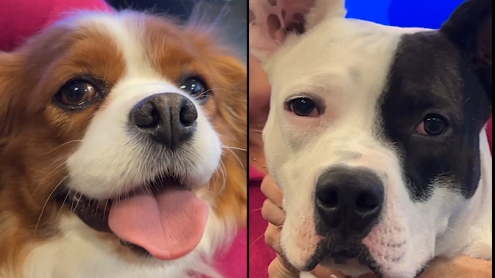 Shelter Me: Double dog day! Meet 2 sweet dogs, each looking for their ...