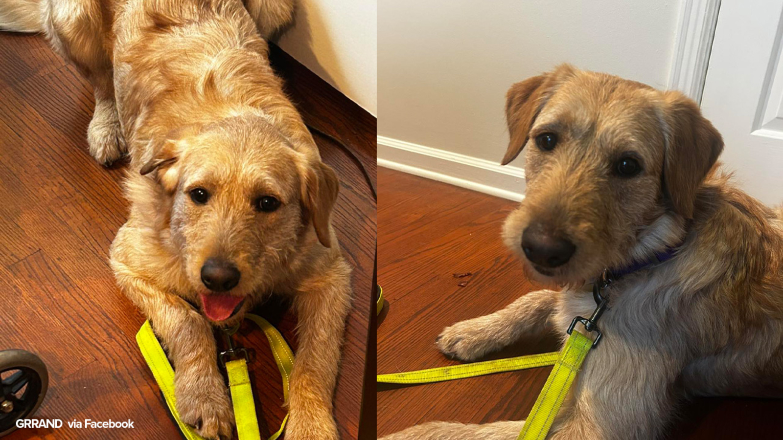 Dog found frozen to the snow in parking lot after Louisville's big ...