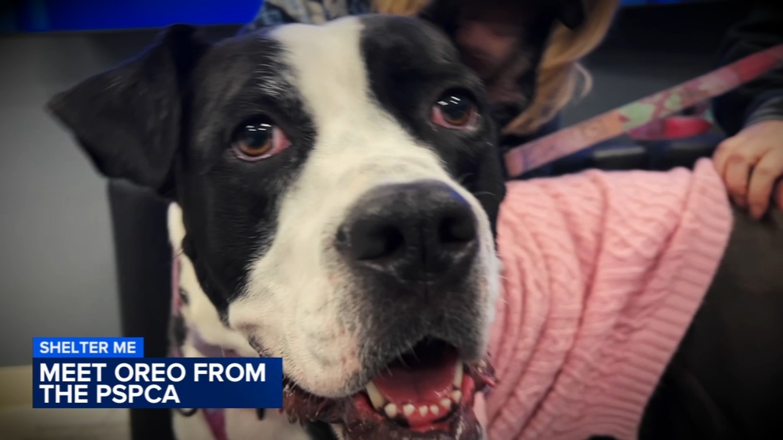 Shelter Me: Meet sweet Oreo! - 6abc Philadelphia