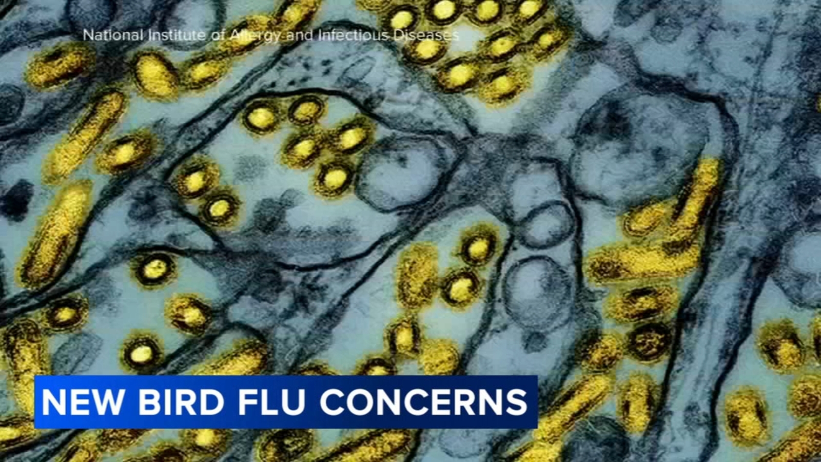 Bird flu outbreak: New sub-type of avian influenza found on duck farm ...