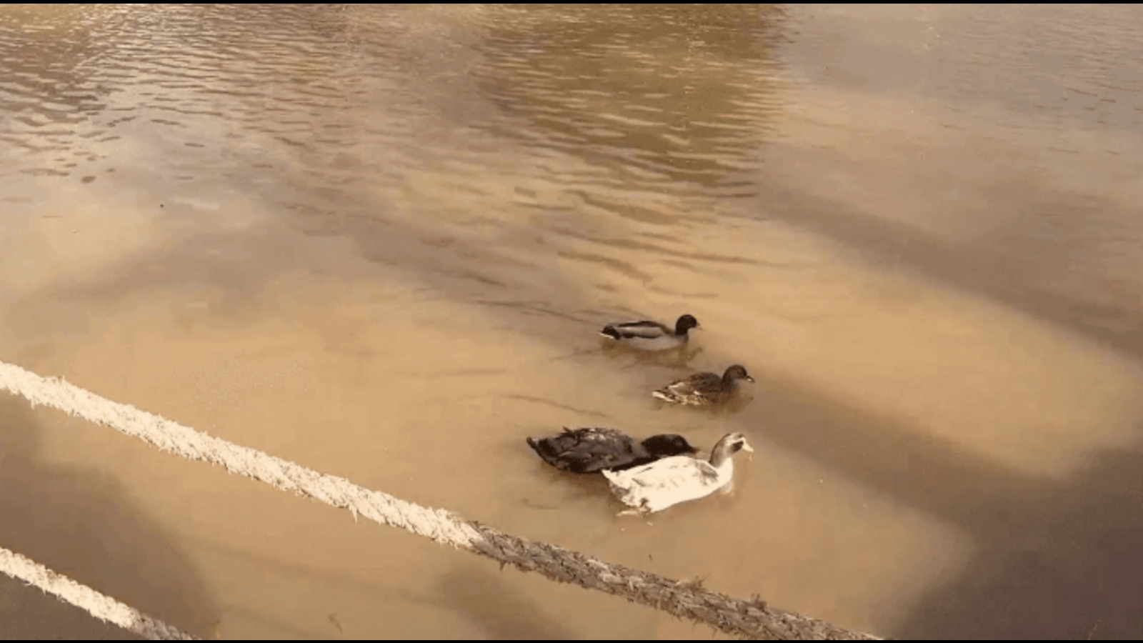 Bird flu in NC | Dead bird at Lake Julian Park receives 'preliminarily ...