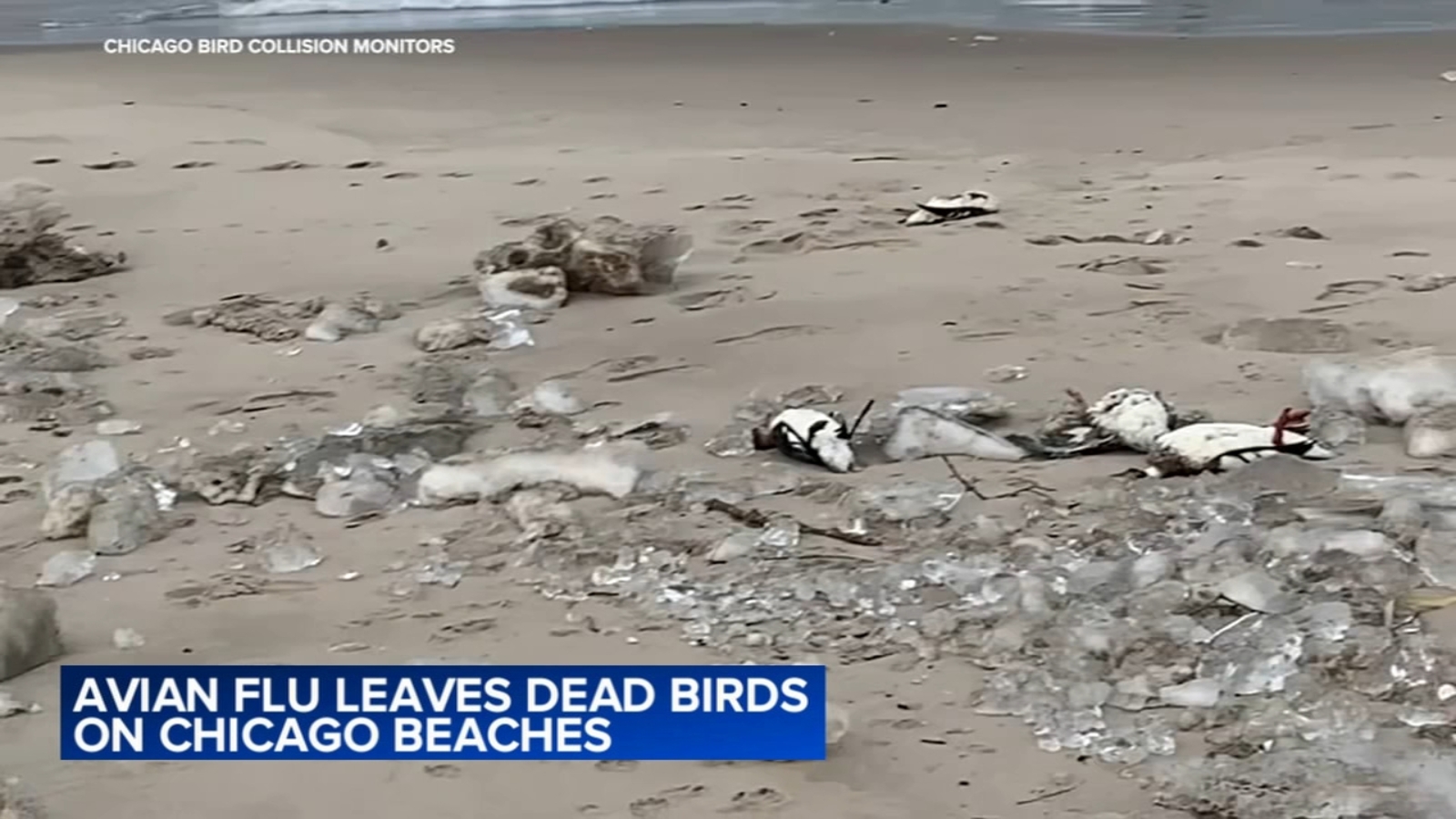 Bird flu news 2025: Reports of dead birds washing up on Lake Michigan beaches sparking new fears ...