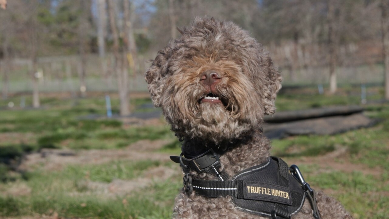 The American Truffle Company digs into something special in Napa Valley ...
