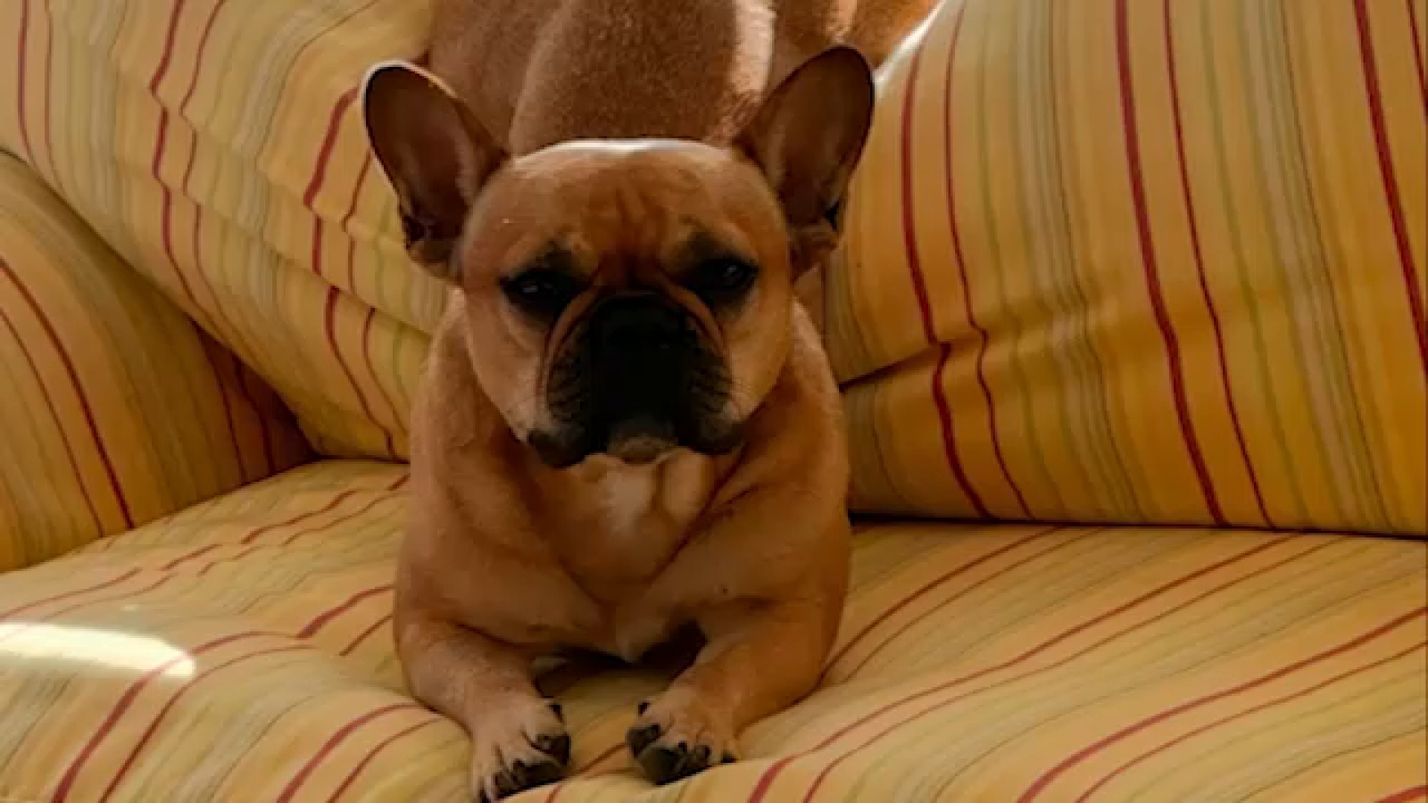 CT car theft: Range Rover stolen in New Canaan with French bulldog ...