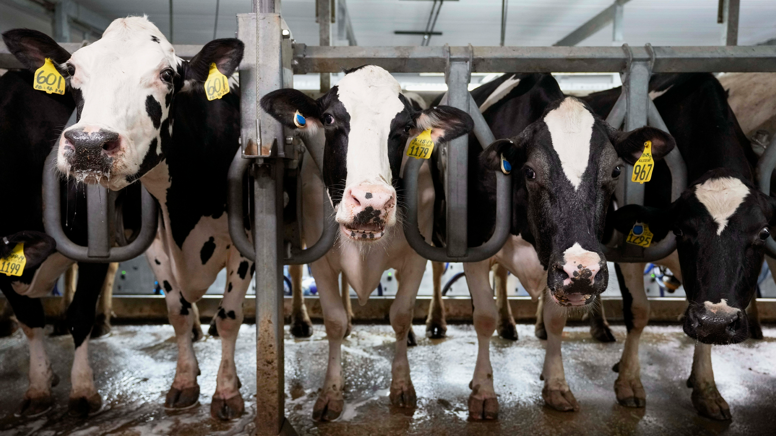 US dairy cows infected with 2nd form of bird flu for the 1st time: USDA ...