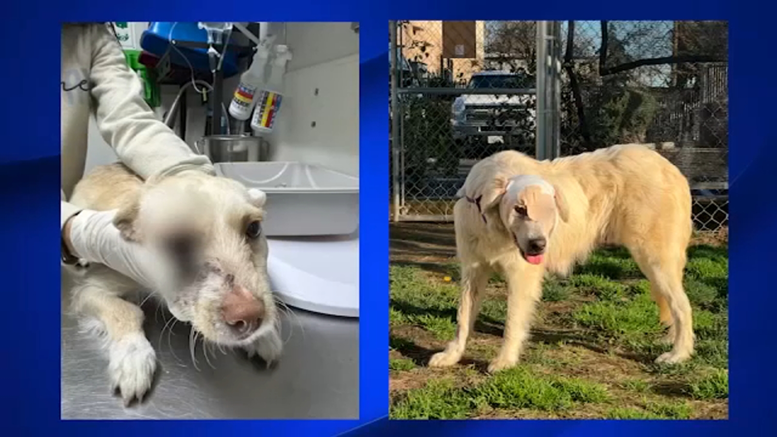 2 dogs recovering after being shot in Merced - ABC30 Fresno