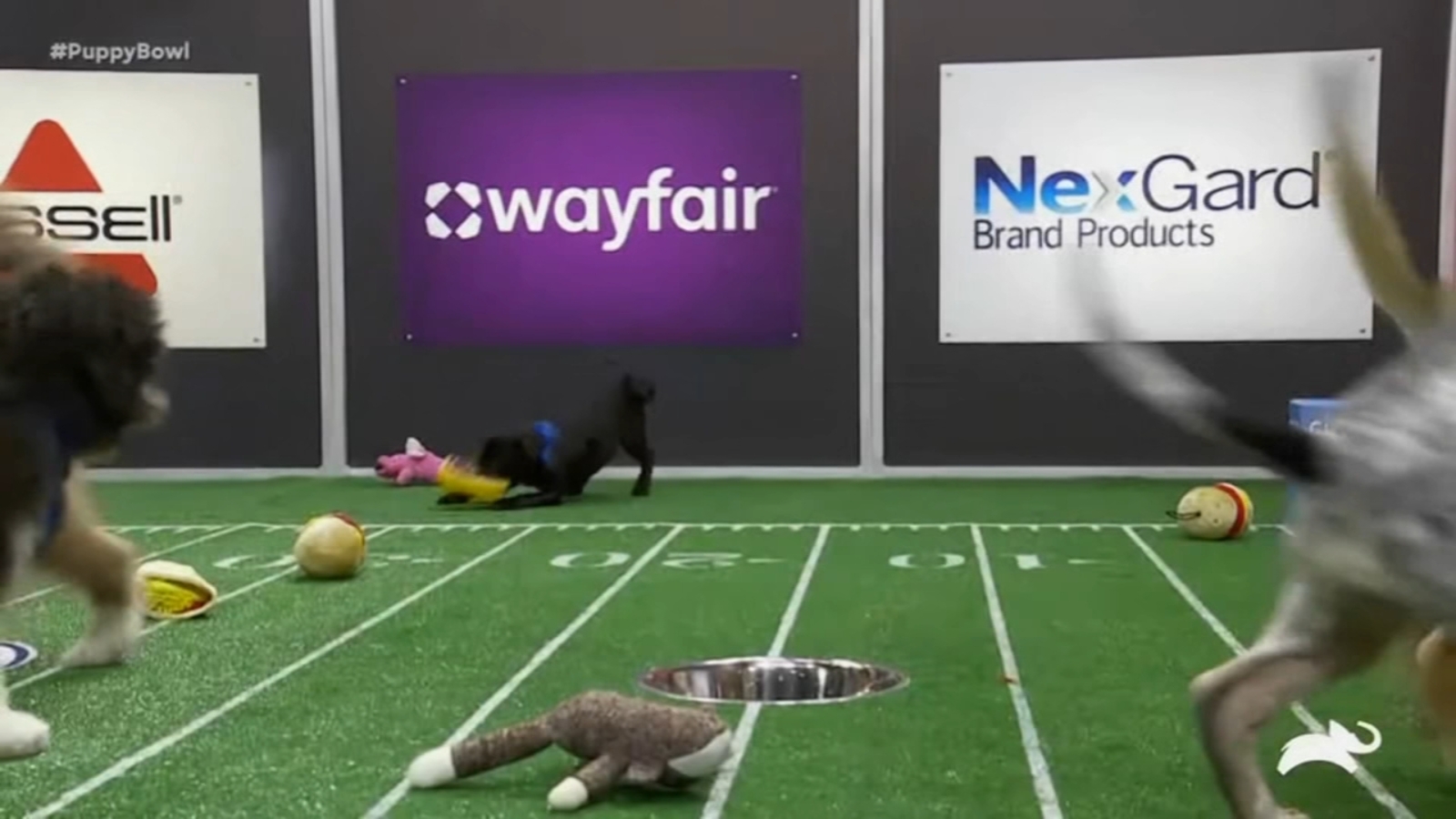 Dog adoption: Animal Planet's 2025 Puppy Bowl XXI aims to score new ...