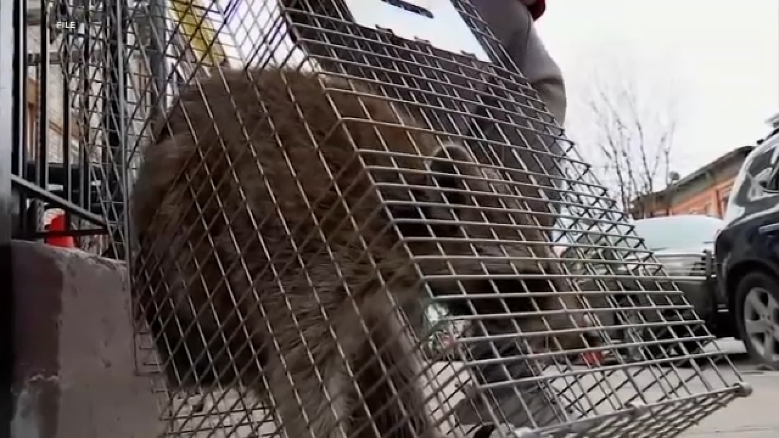 North Bergen officials warning NJ residents after aggressive raccoons ...