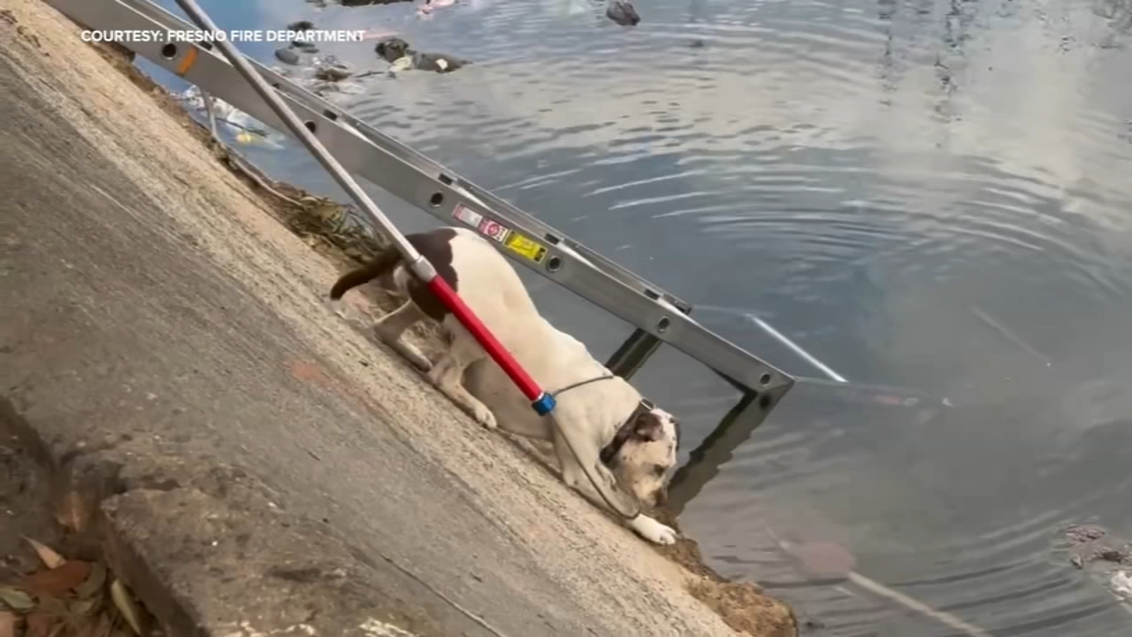 Firefighters rescue dog near canal in central Fresno - ABC30 Fresno