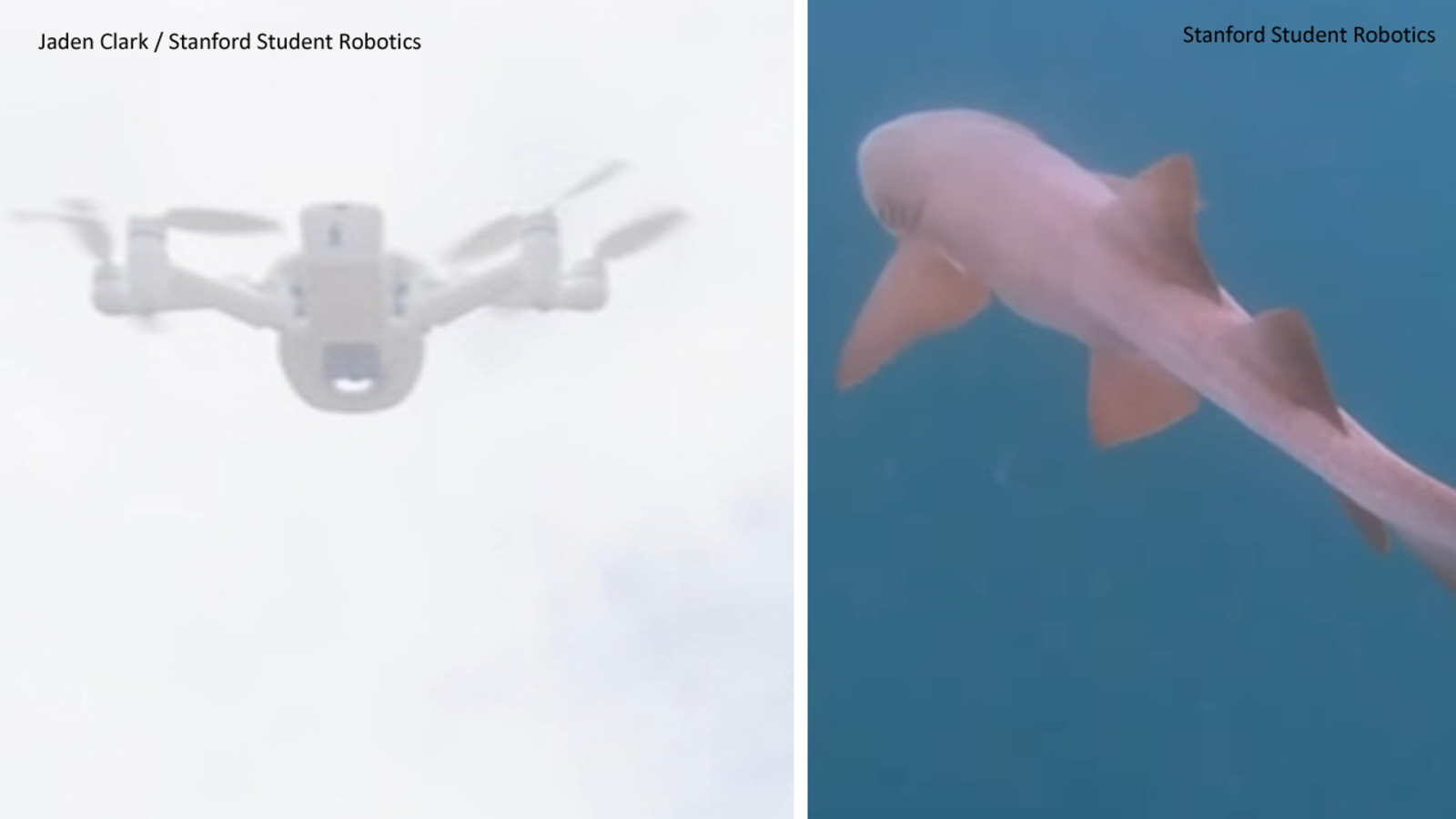 Chasing Sharks: Meet the Stanford Robotics students using drones and artificial intelligence to ...