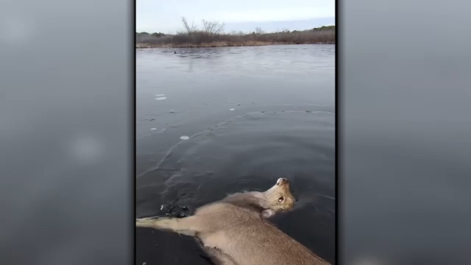 LI Animal Rescue: Wildlife group saves deer that fell into icy river in ...