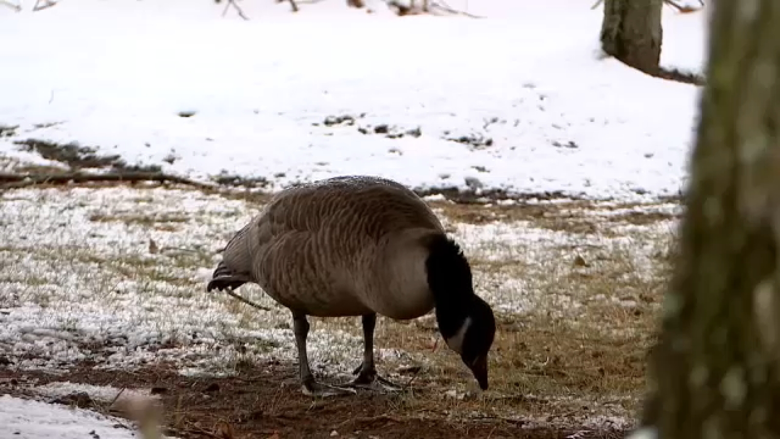Allentown officials testing for possible bird flu outbreak after dead ...