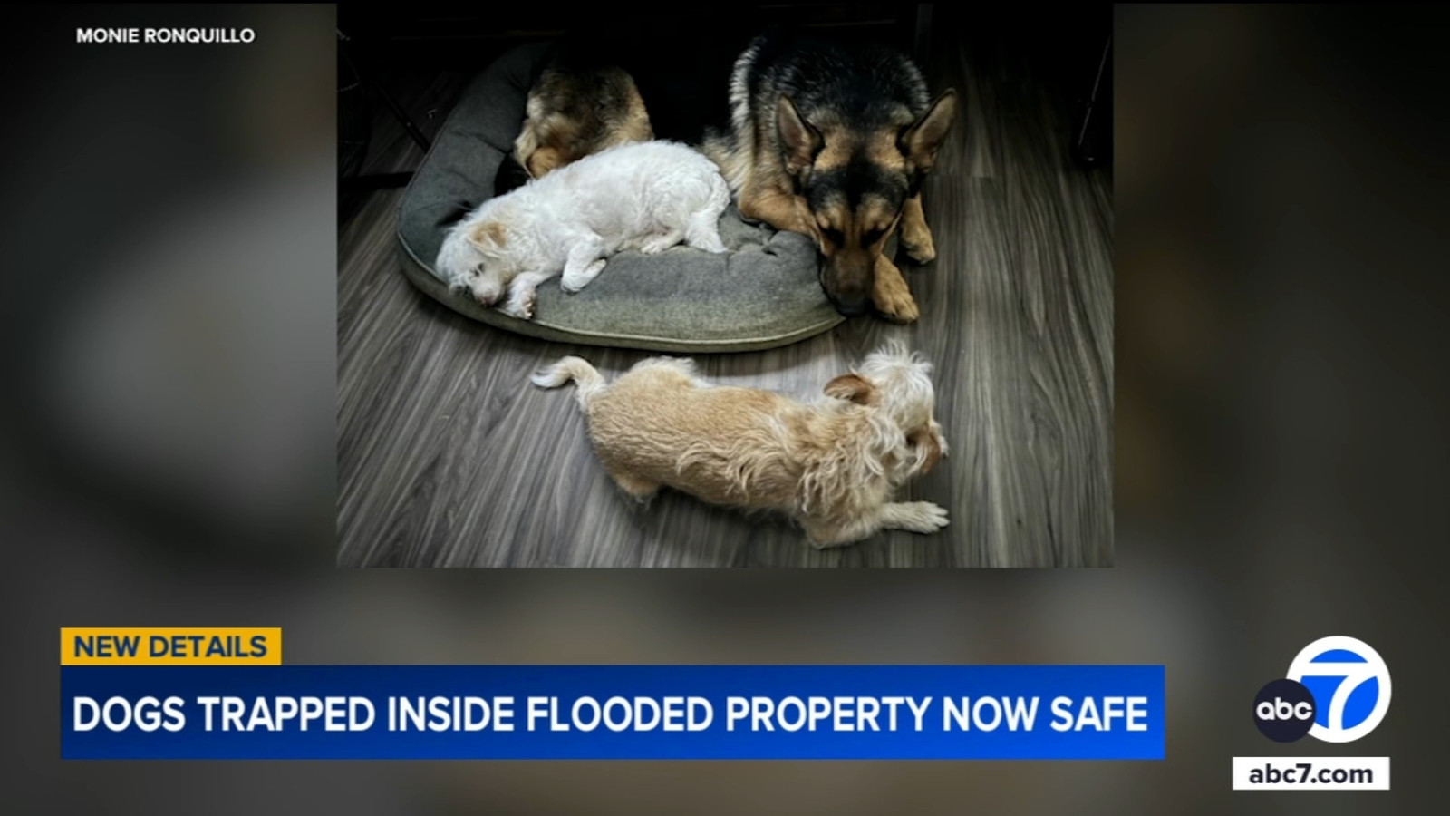 Dogs who were trapped inside flooded Highland property rescued by owners after powerful storm ...