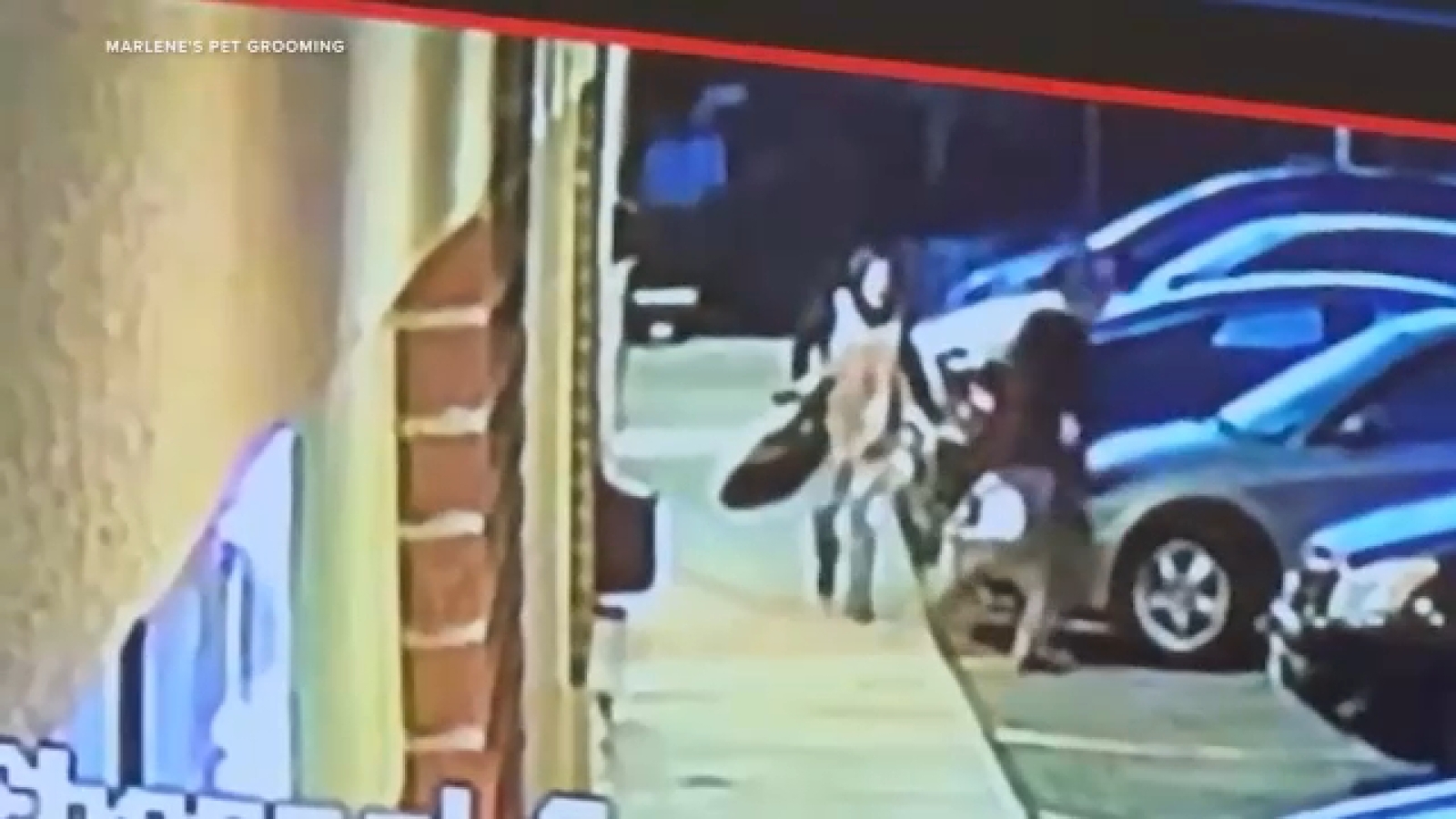 NJ pet store owner shot in face with crossbow at Birds by Joe 2 in ...