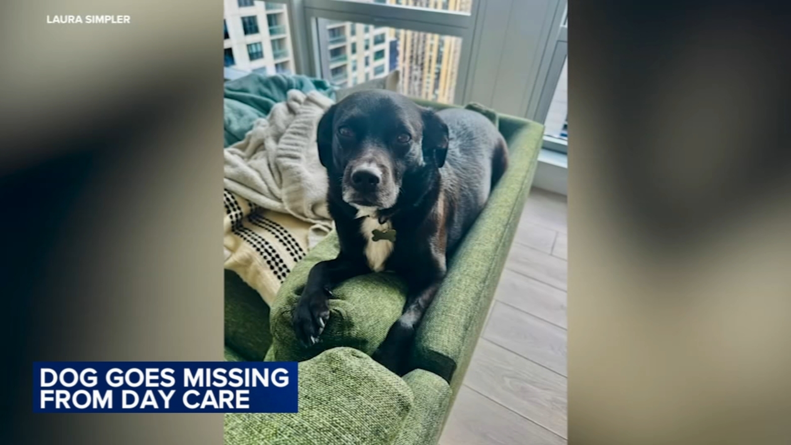 Dog missing from South Loop day care PUPS Pet Club since Sunday amid ...