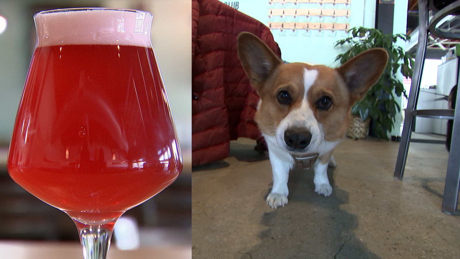 Snouts and Stouts Brewing: Where craft beer meets canine love! - ABC7 ...