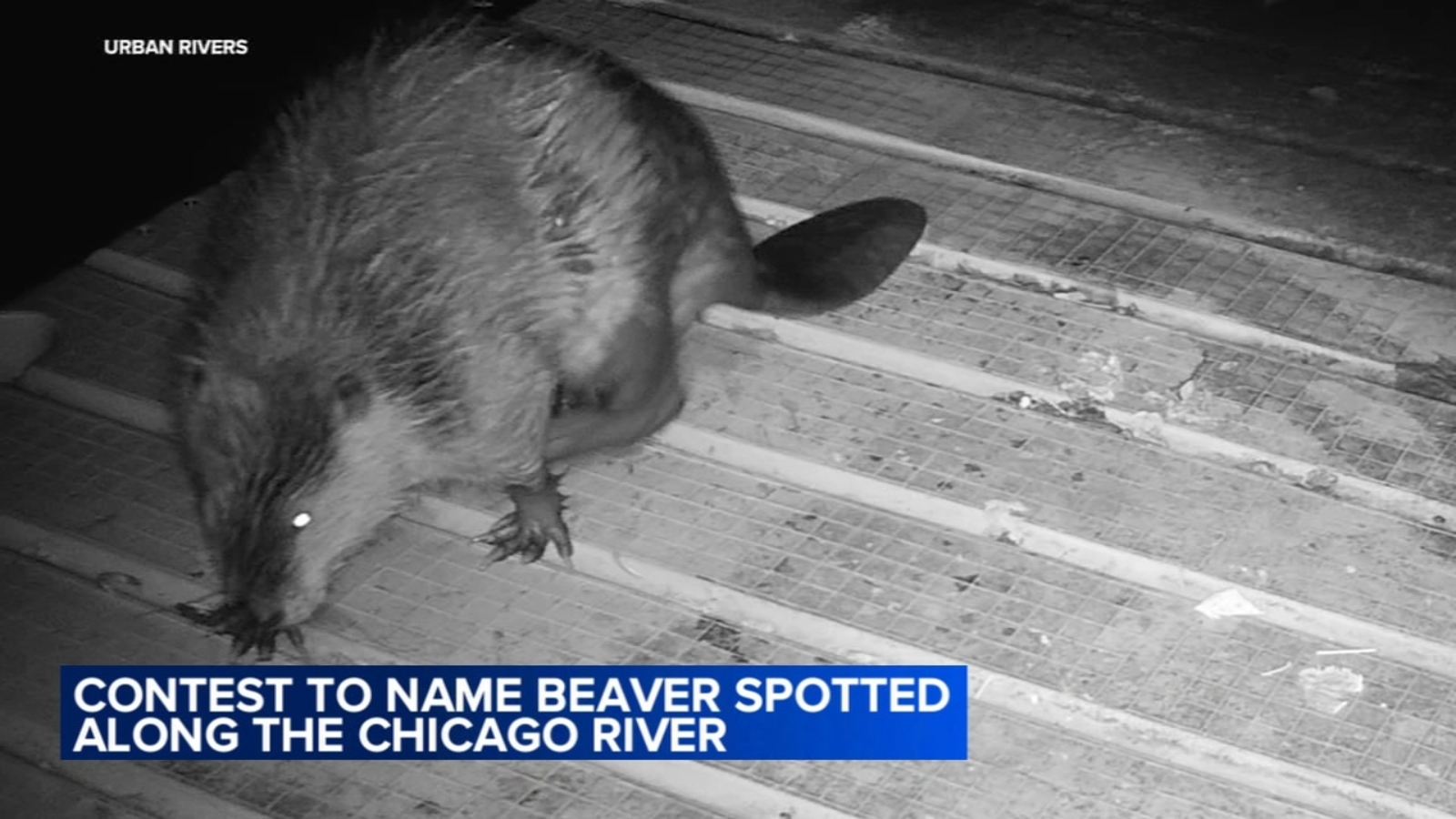 Chicagoans voting to name viral beaver spotted on Southwest Side on ...