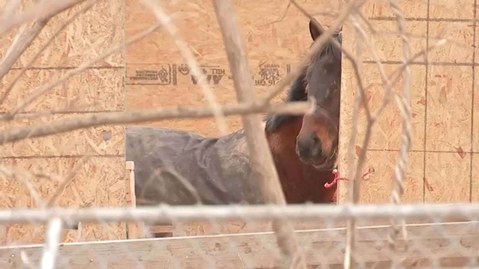 2 horses dead, 12 rescued by Pennsylvania SPCA over welfare concerns ...