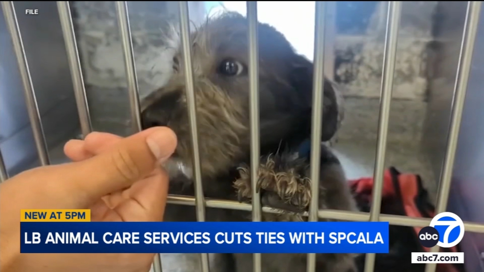 Long Beach Animal Care Services parts ways with spcaLA over contract ...