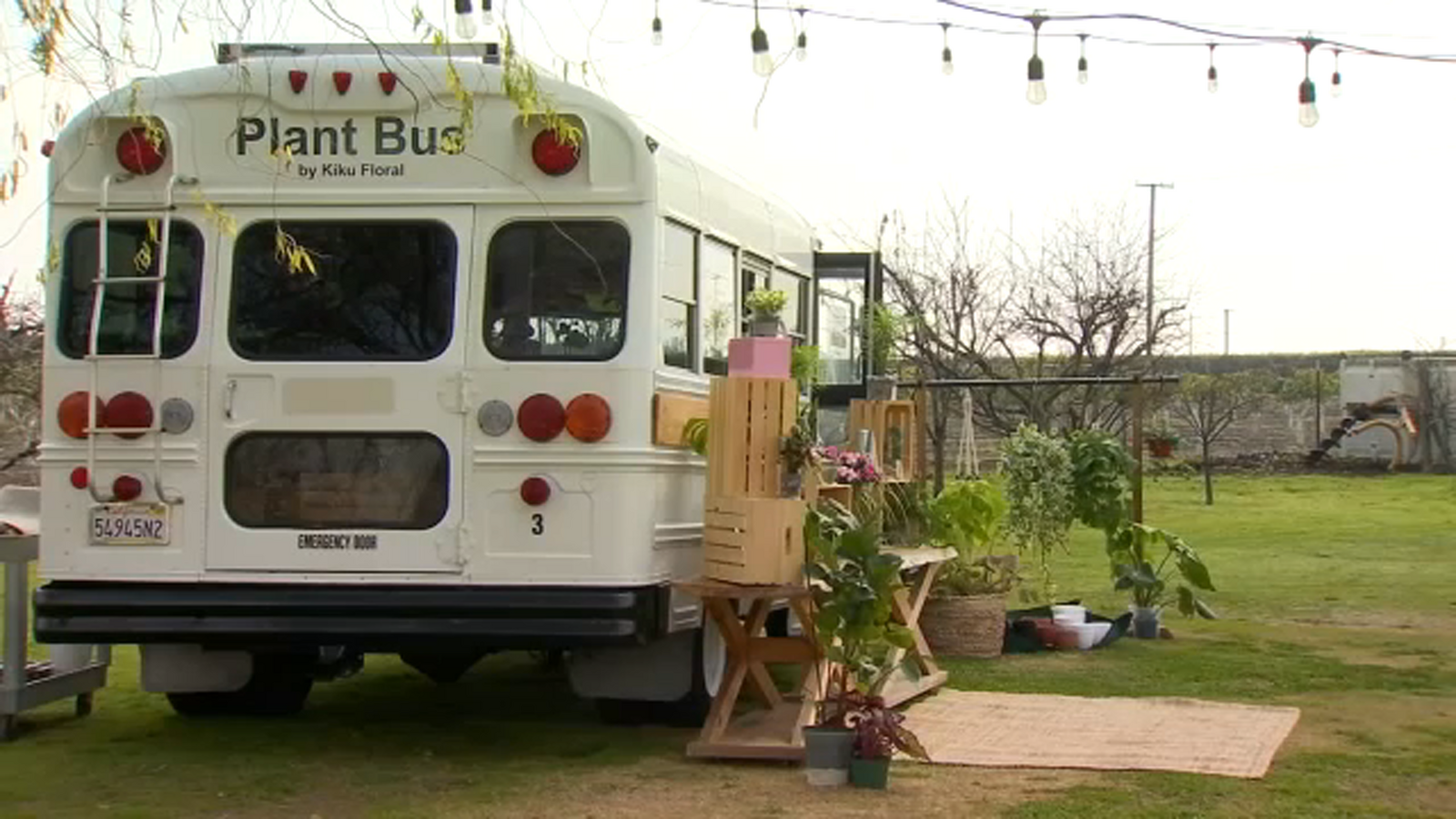 Small Business Spotlight: Kiku Plant Bus - ABC30 Fresno