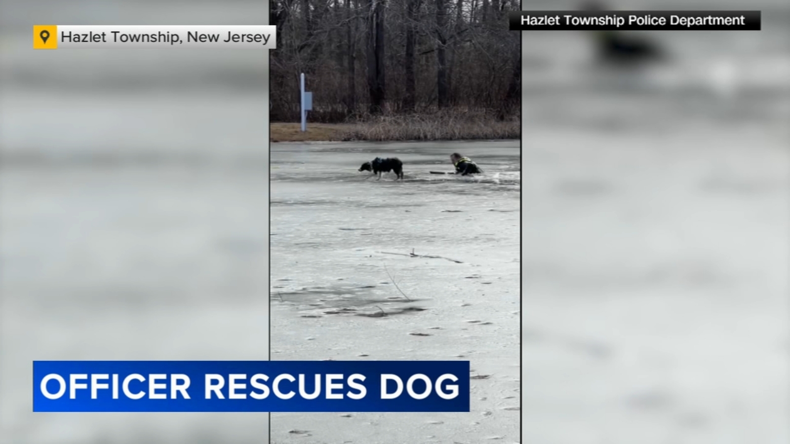 Goose-chasing border collie rescued after falling through thin ice in ...