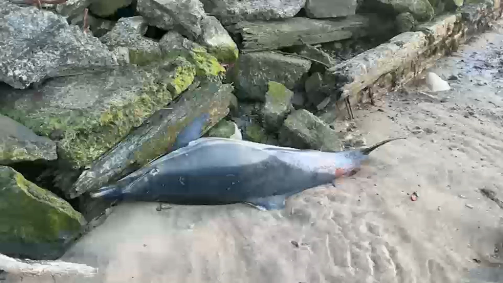 Dead dolphin washes up on Hallett's Cove Beach in Queens; scientists ...