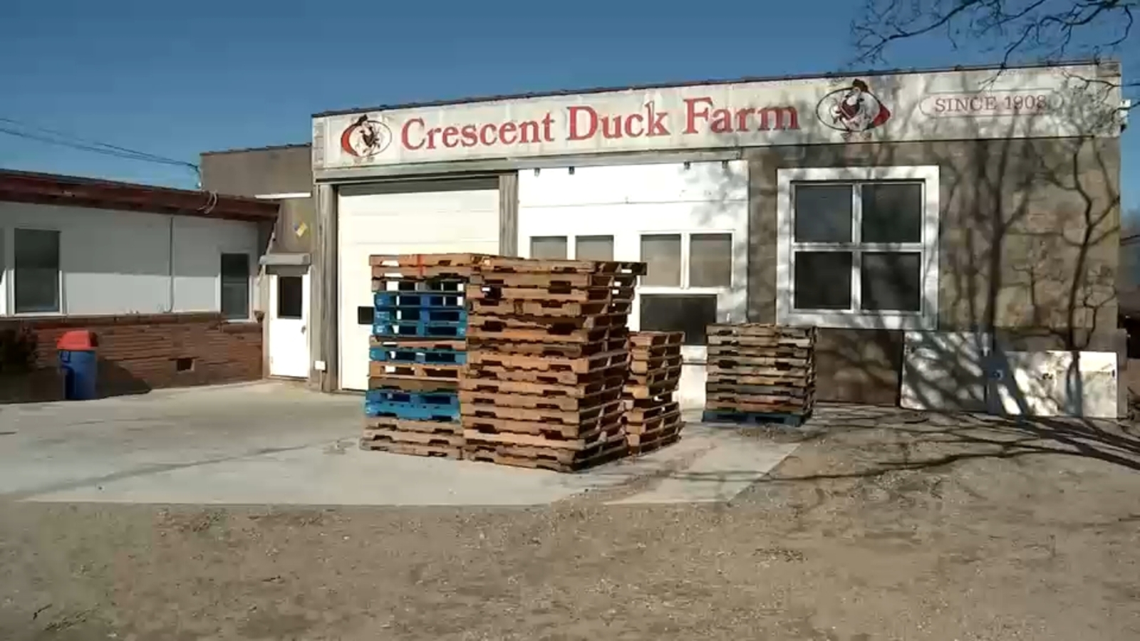 Bird flu outbreak: Long Island duck farm lost over 100k ducks, forced ...