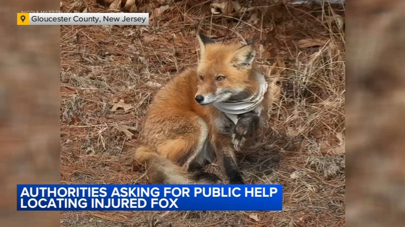 Injured fox named 'Bingo' being sought in Washington Twp., Gloucester ...