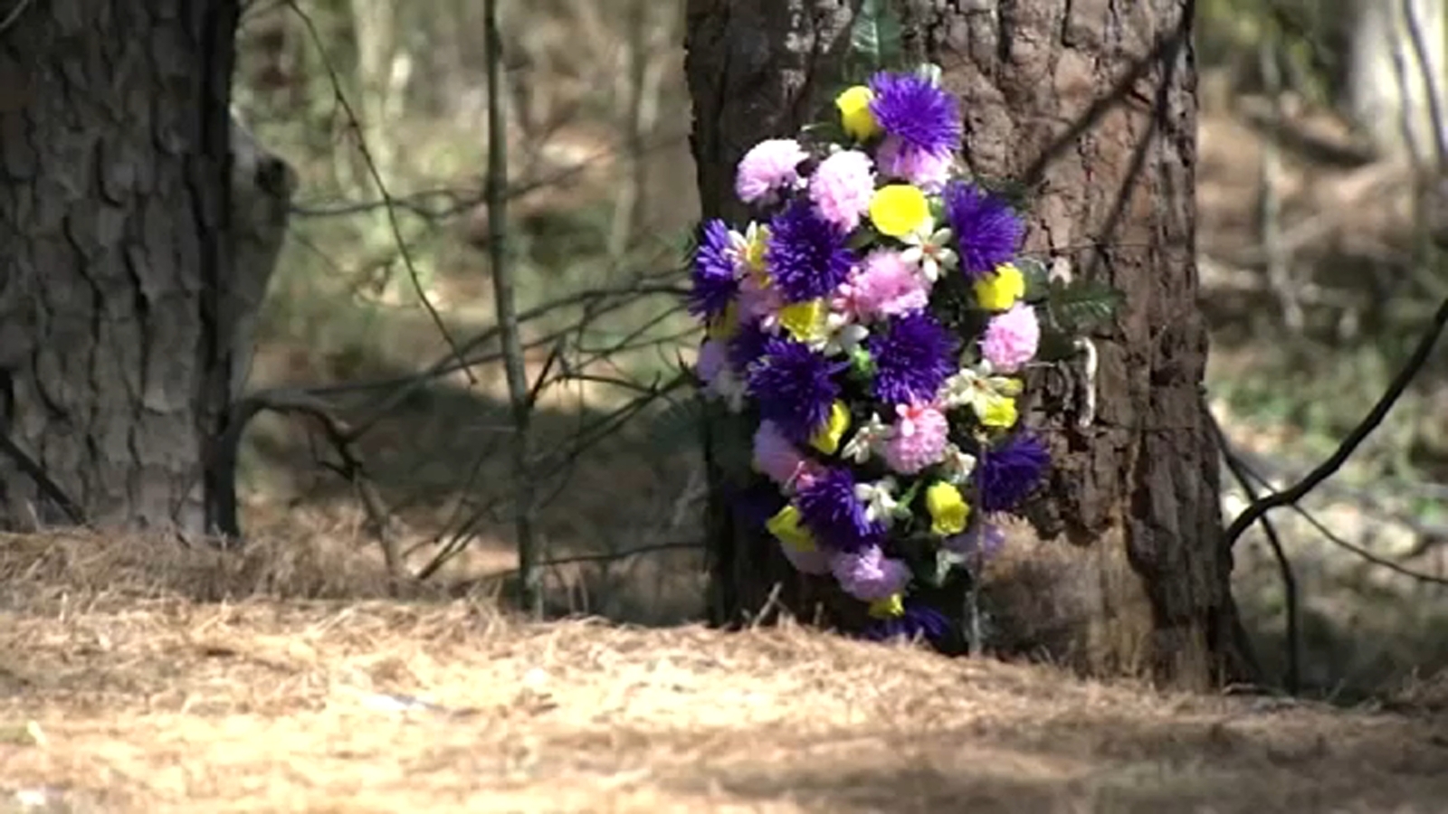 Lee County crash | Multiple people killed after driver slams into tree ...