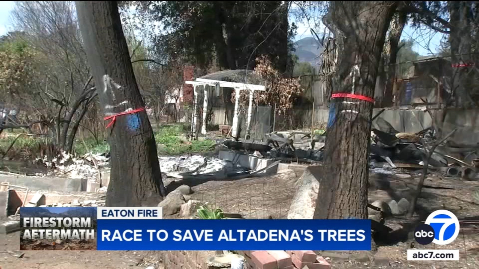 Rush to save Altadena's trees - ABC7 Los Angeles