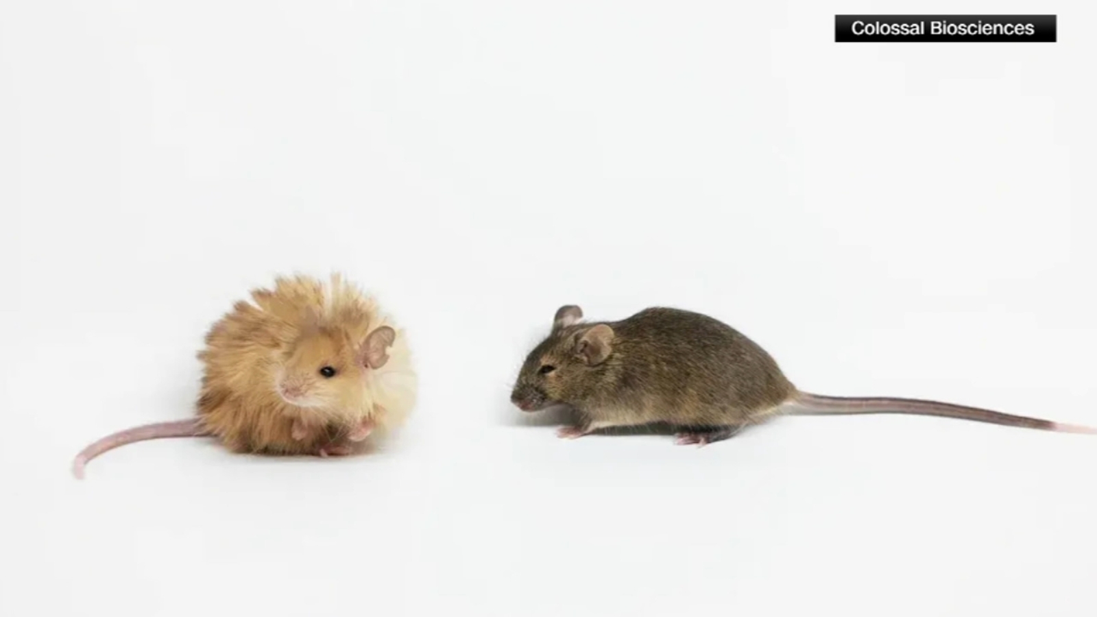 Colossal woolly mouse: Scientists genetically engineer mice with thick ...