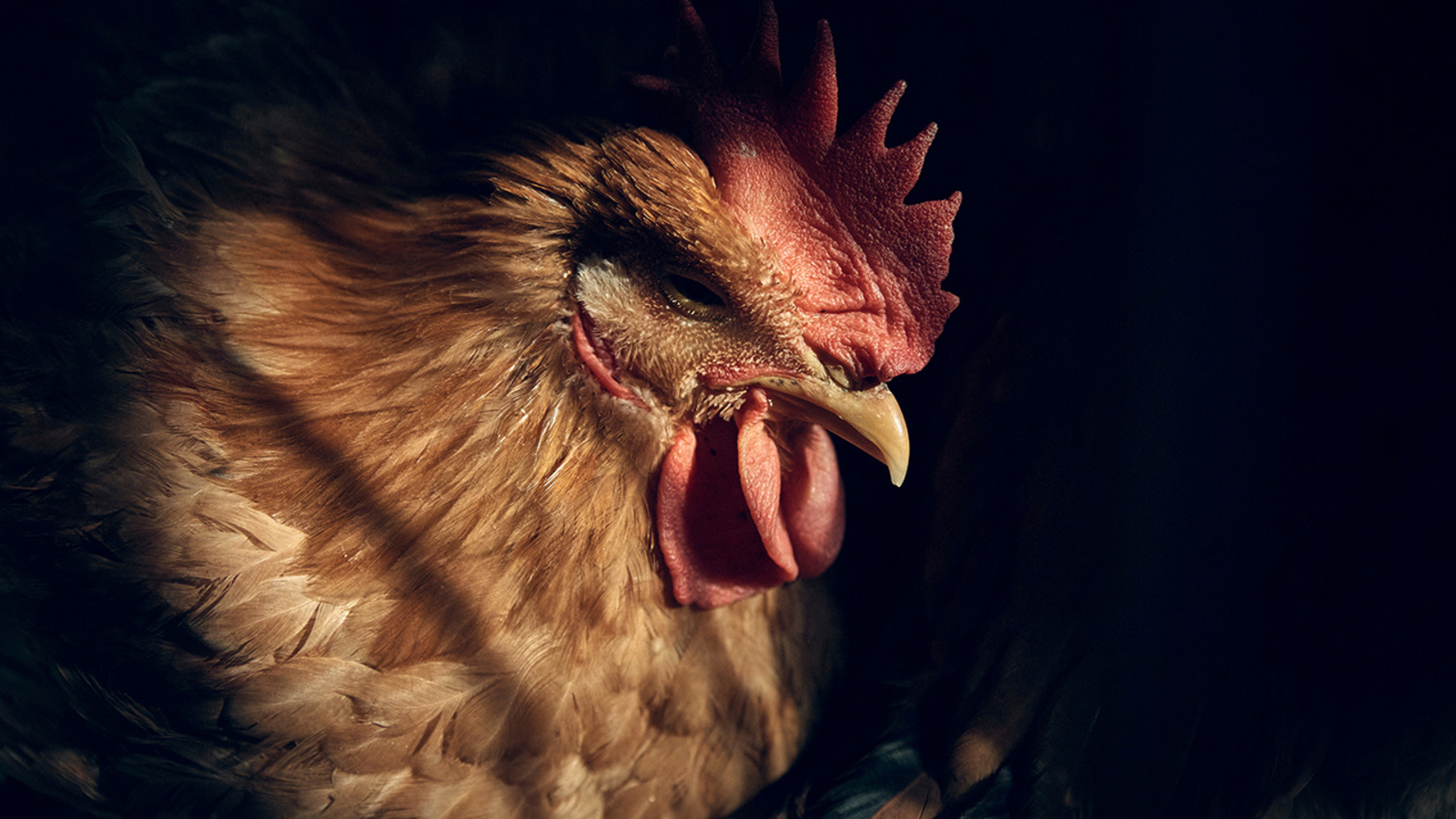 NYC bird flu cases: Dozens of birds infected at live poultry market in ...