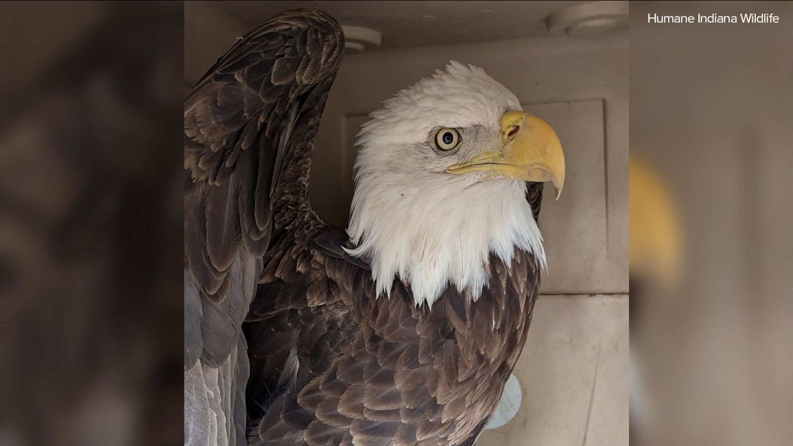 Bald eagle dies from bird flu in Valparaiso, Indiana, Humane Indiana ...