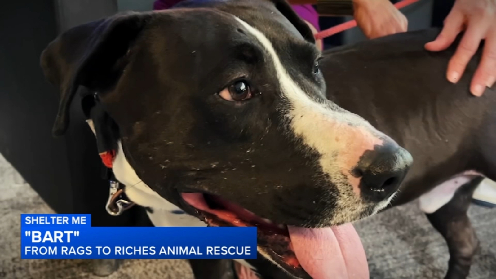 Shelter Me: Meet Bart! A loving and caring dog just looking for a home ...