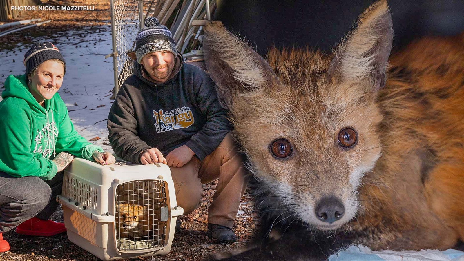 South Jersey rescue team helps sick foxes get a second chance - 6abc ...