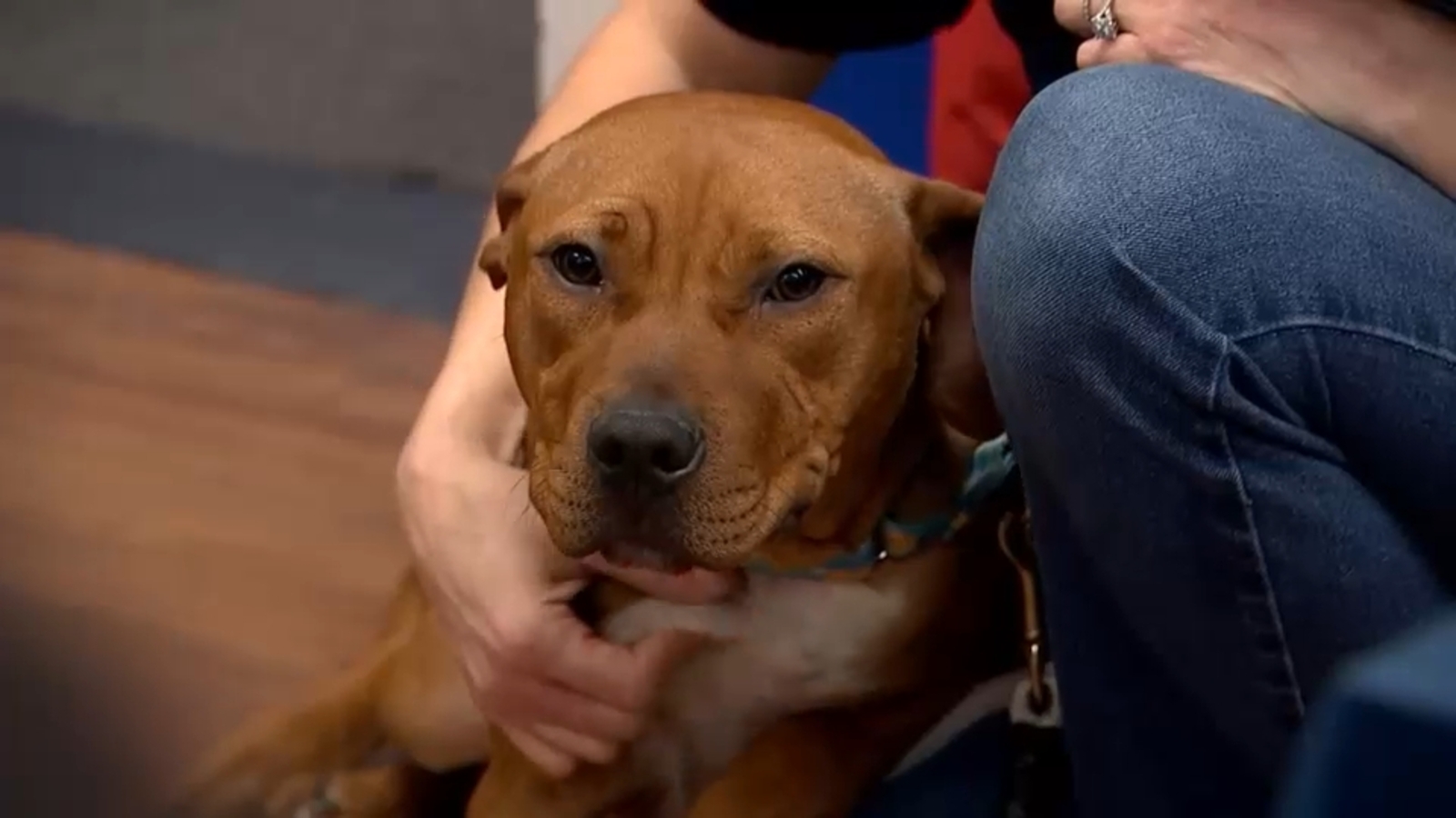 Hempstead man Kevin Brown accused of having 65K lethal doses of ...