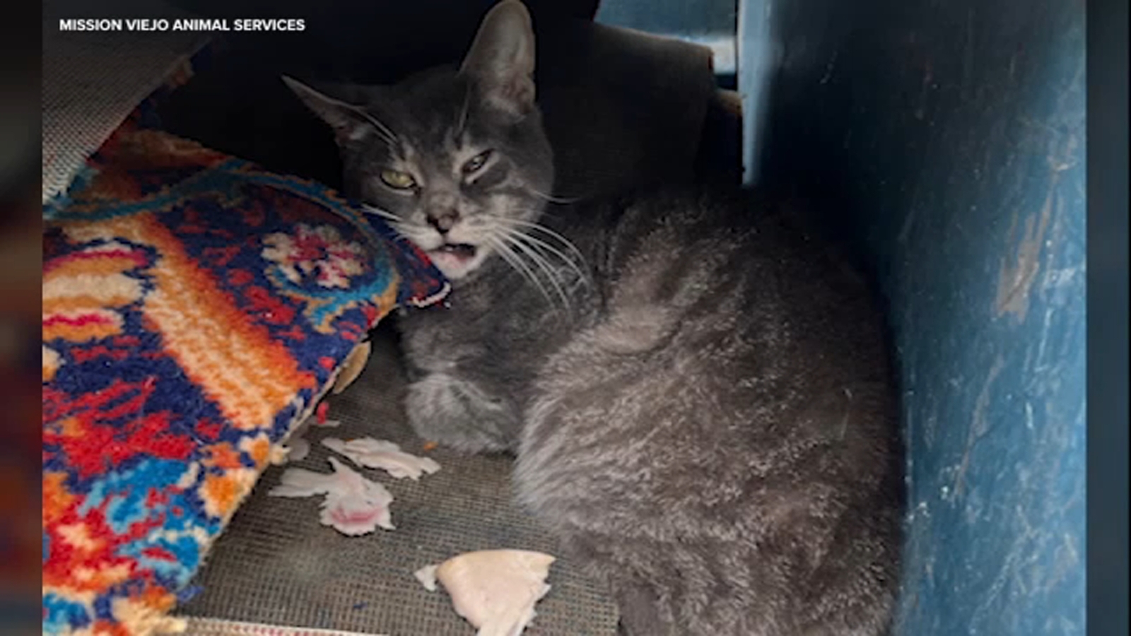 Un hombre fue detenido tras arrojar un gato herido a un contenedor de ...