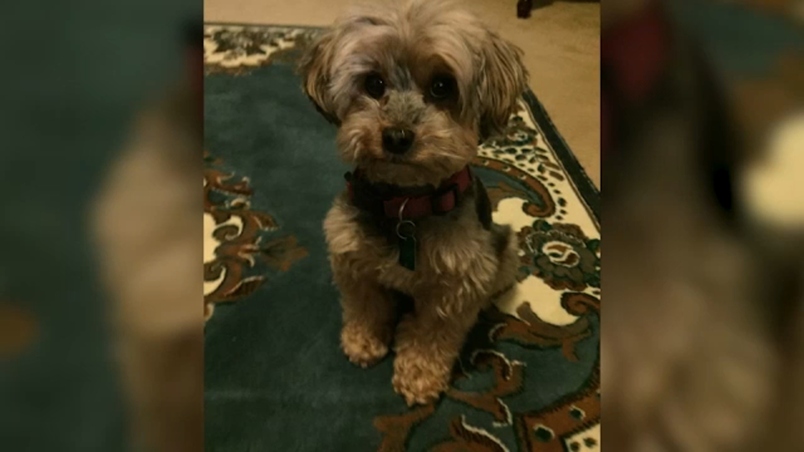 Scam Alert | Triangle family warns others about lost pet scam calls ...