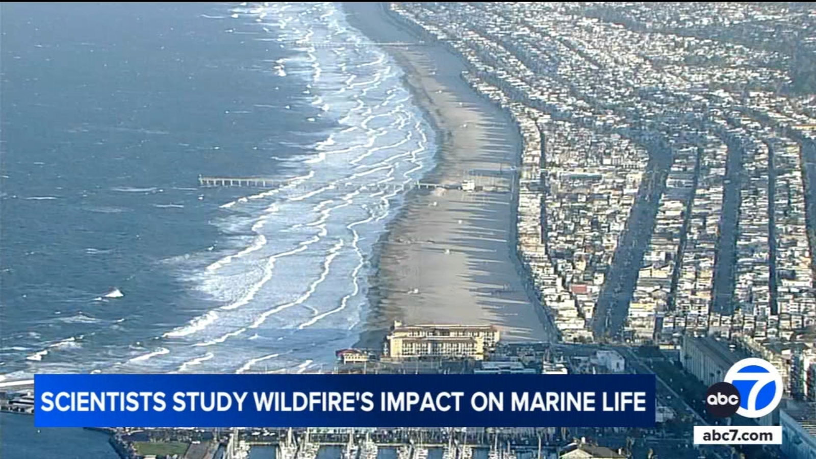 Marine biologists taking action to save sea life from effects of wildfire debris - ABC7 Los Angeles