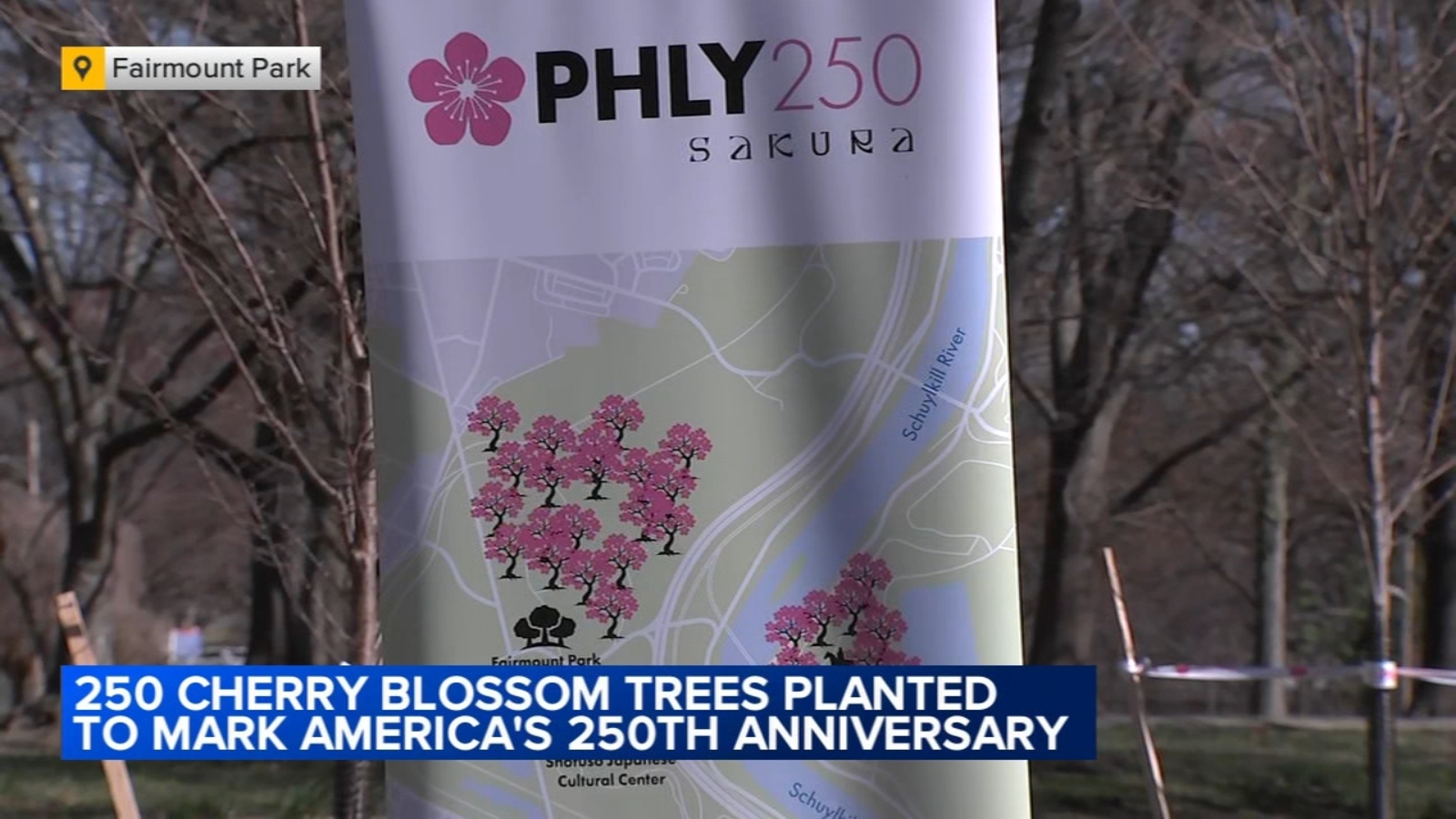 250 cherry blossom trees planted in Philadelphia's Fairmount Park to ...