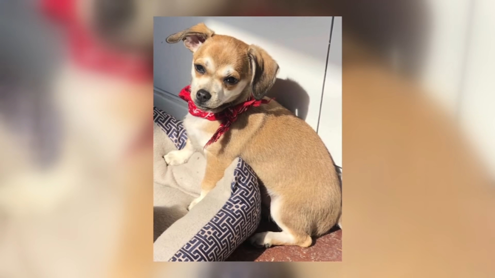 11-year-old charged in beating, killing dog in Petal, Mississippi ...