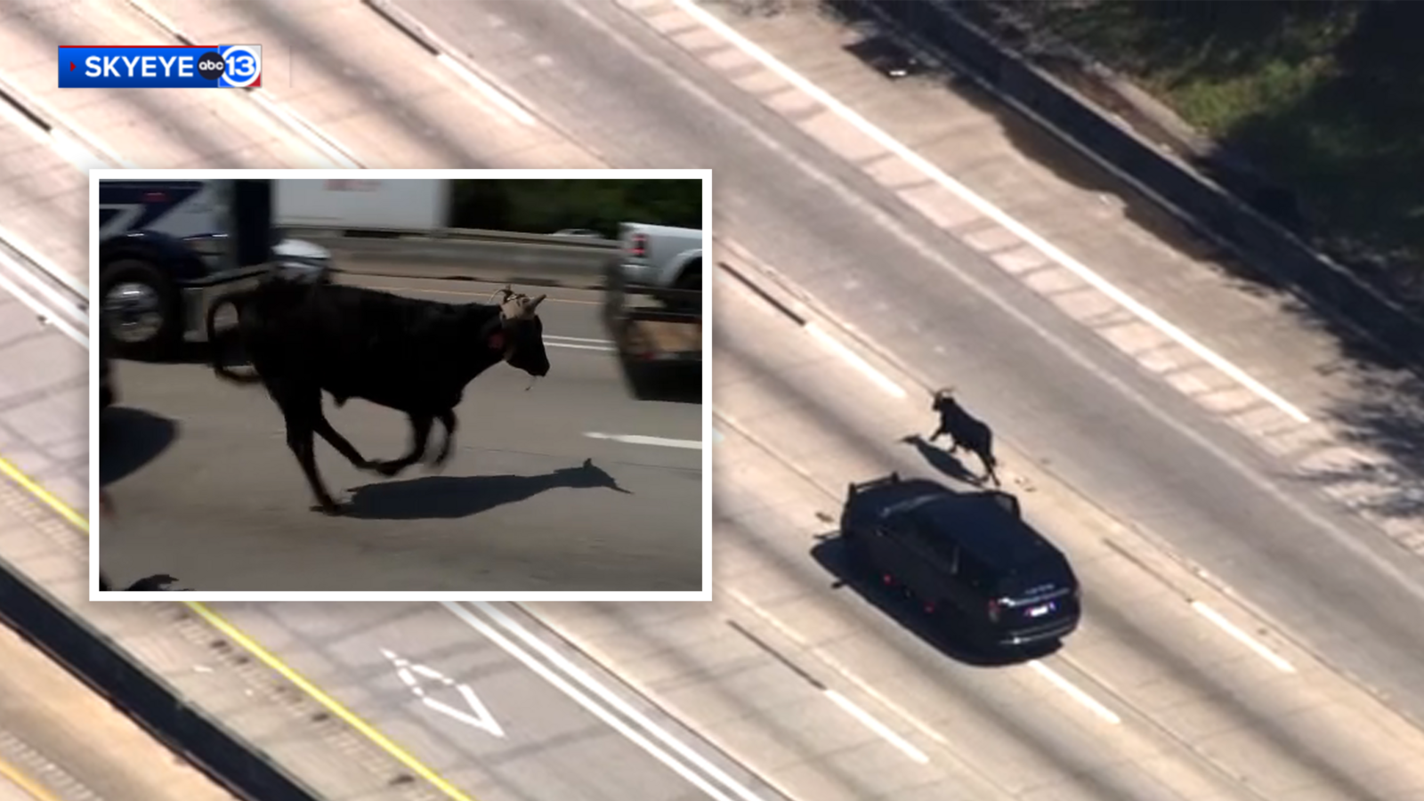 Houston Texas loose cattle: Lost load of steers ties up freeway traffic ...